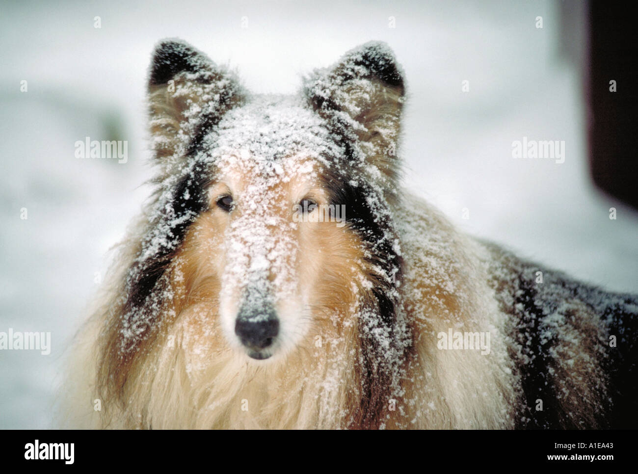 A collie peers through a snow covered face Stock Photo - Alamy