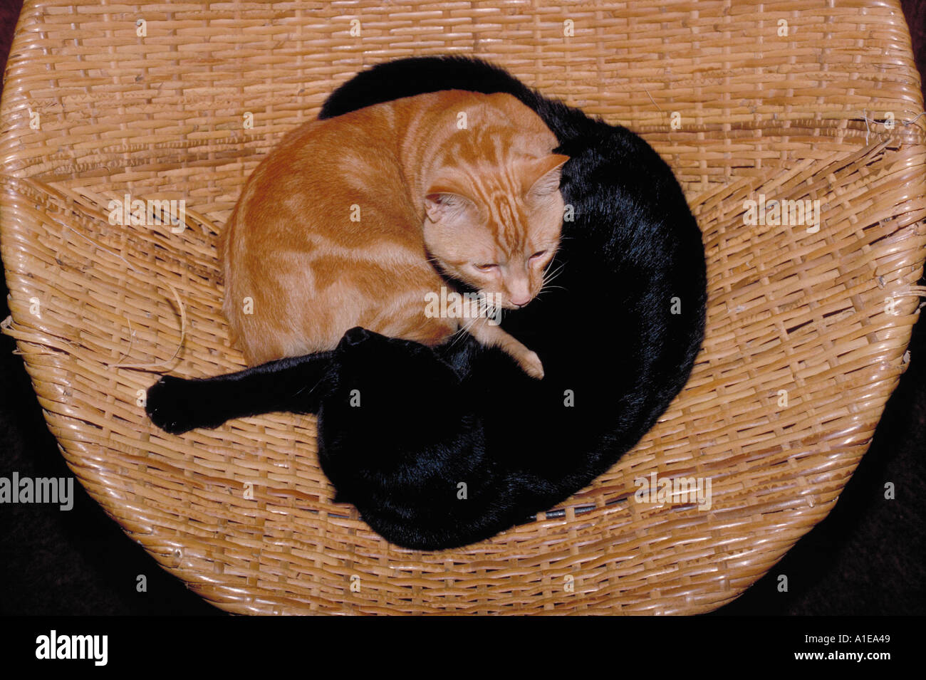 Two cats frolic in a wicker basket Stock Photo - Alamy