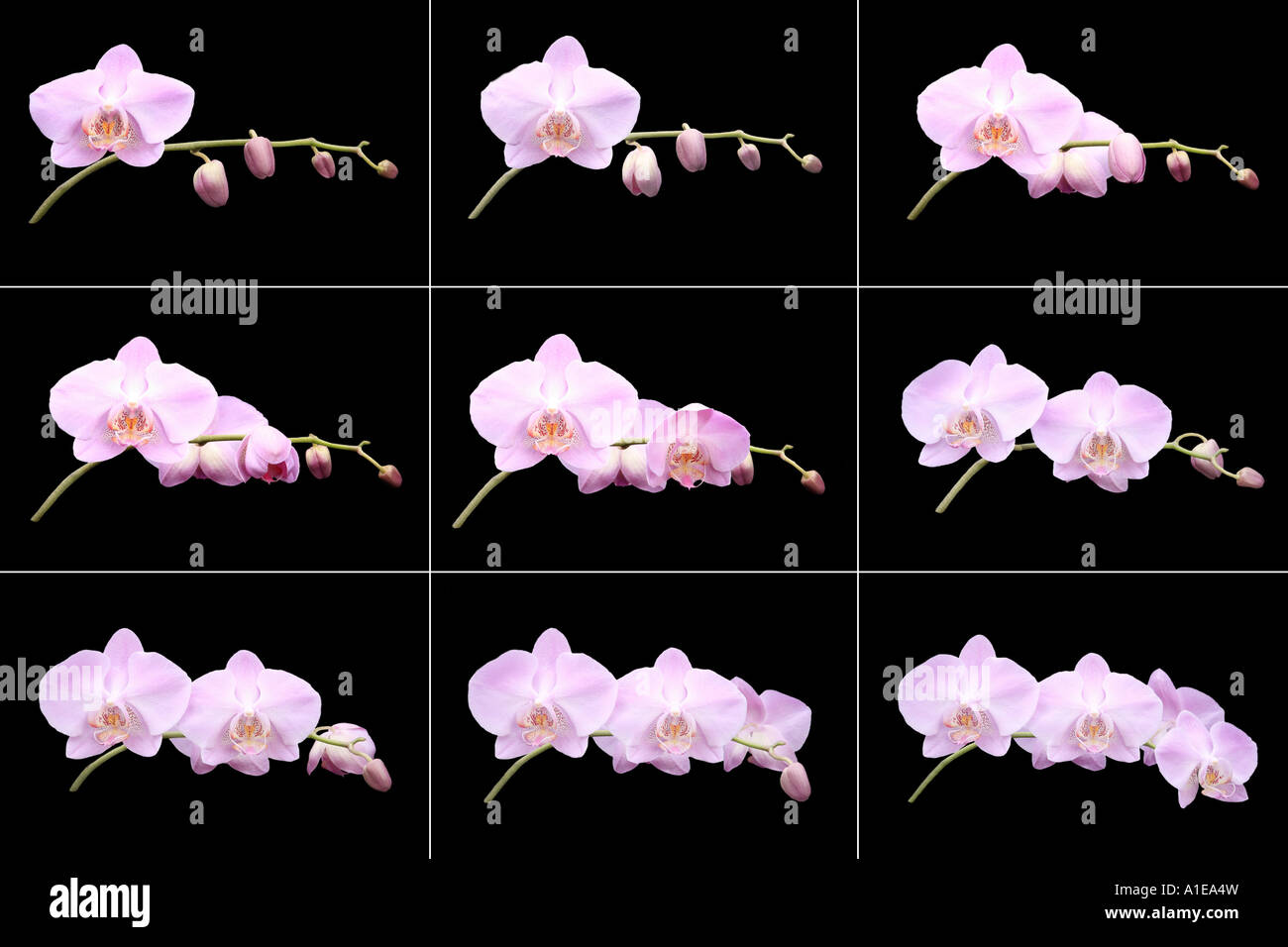 Flower Opening Sequence High Resolution Stock Photography and Images ...
