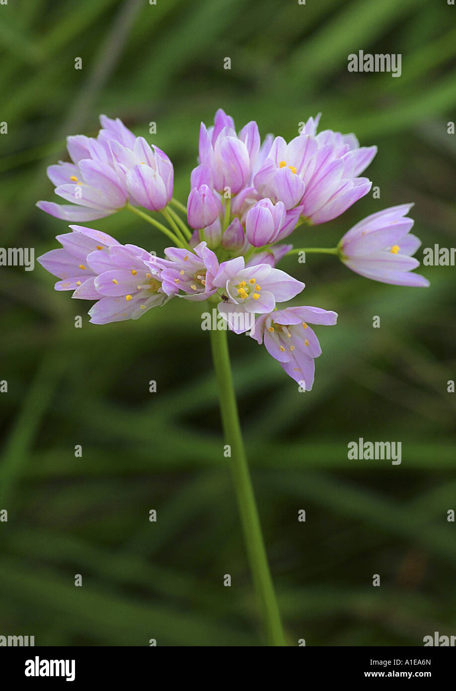 rosy garlic (Allium roseum), inflorescence Stock Photo - Alamy