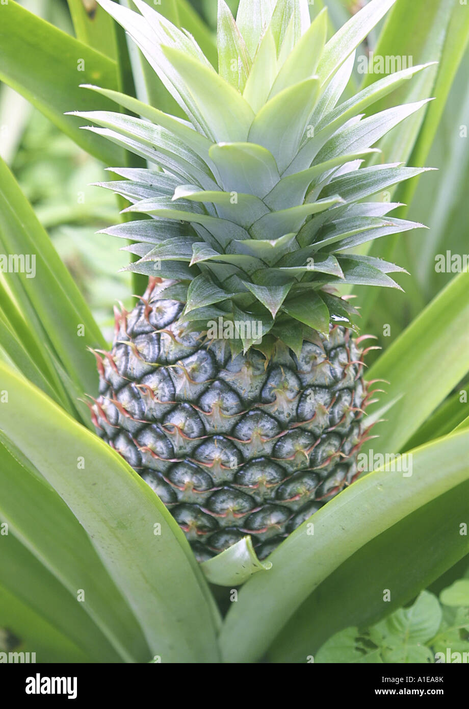 pineapple (Ananas comosus, Ananas sativus), infructescence Stock Photo ...