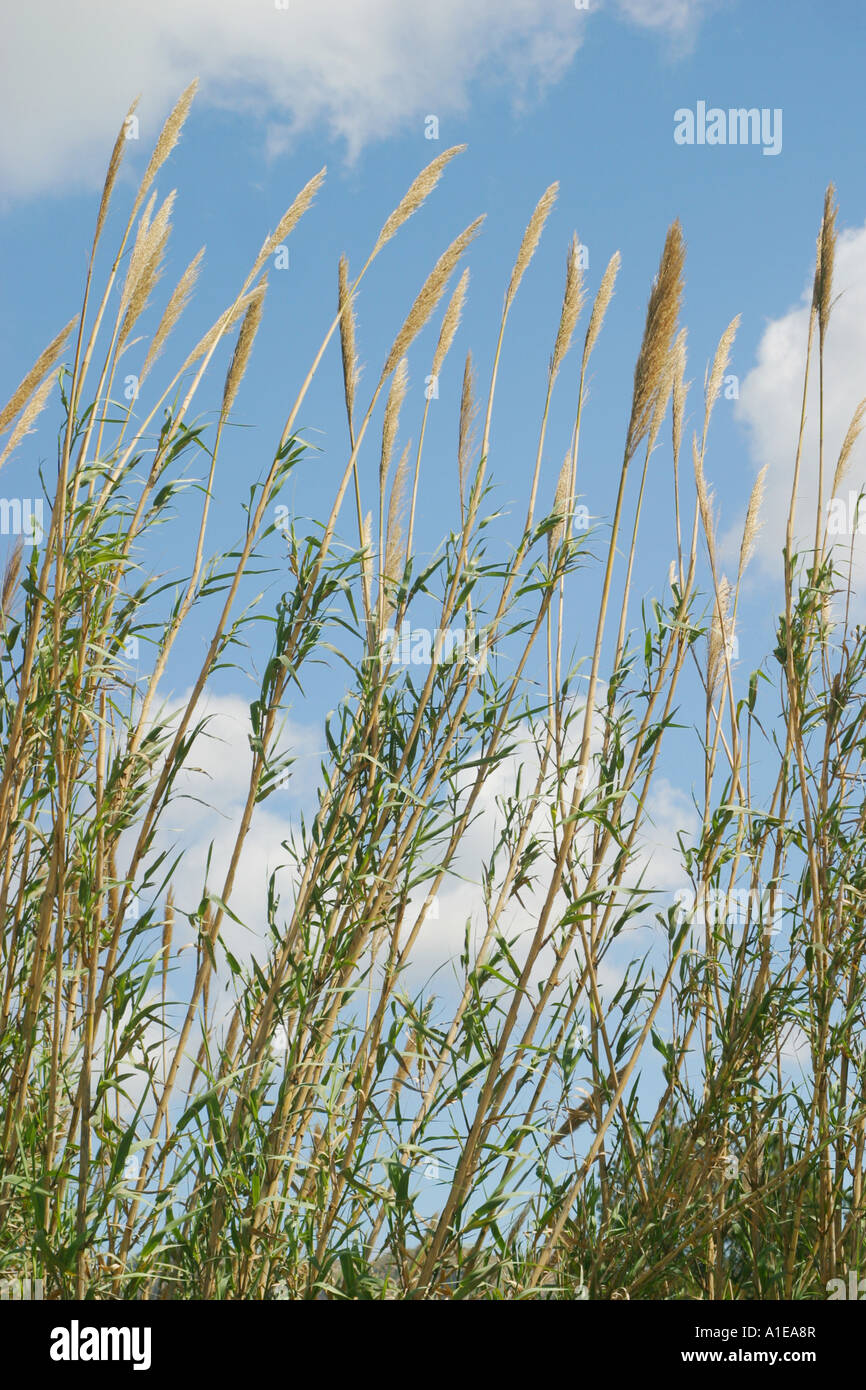 giant reed, wild cane (Arundo donax), tallest gras species of Europa ...