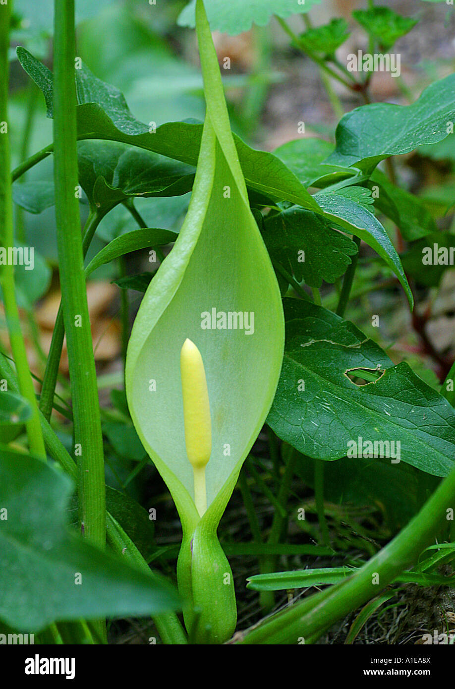 Italian lords-and-ladies, Italian arum (Arum italicum), inflorescence ...