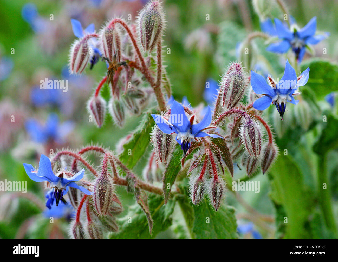 common borage (Borago officinalis), blooming, Spain Stock Photo - Alamy