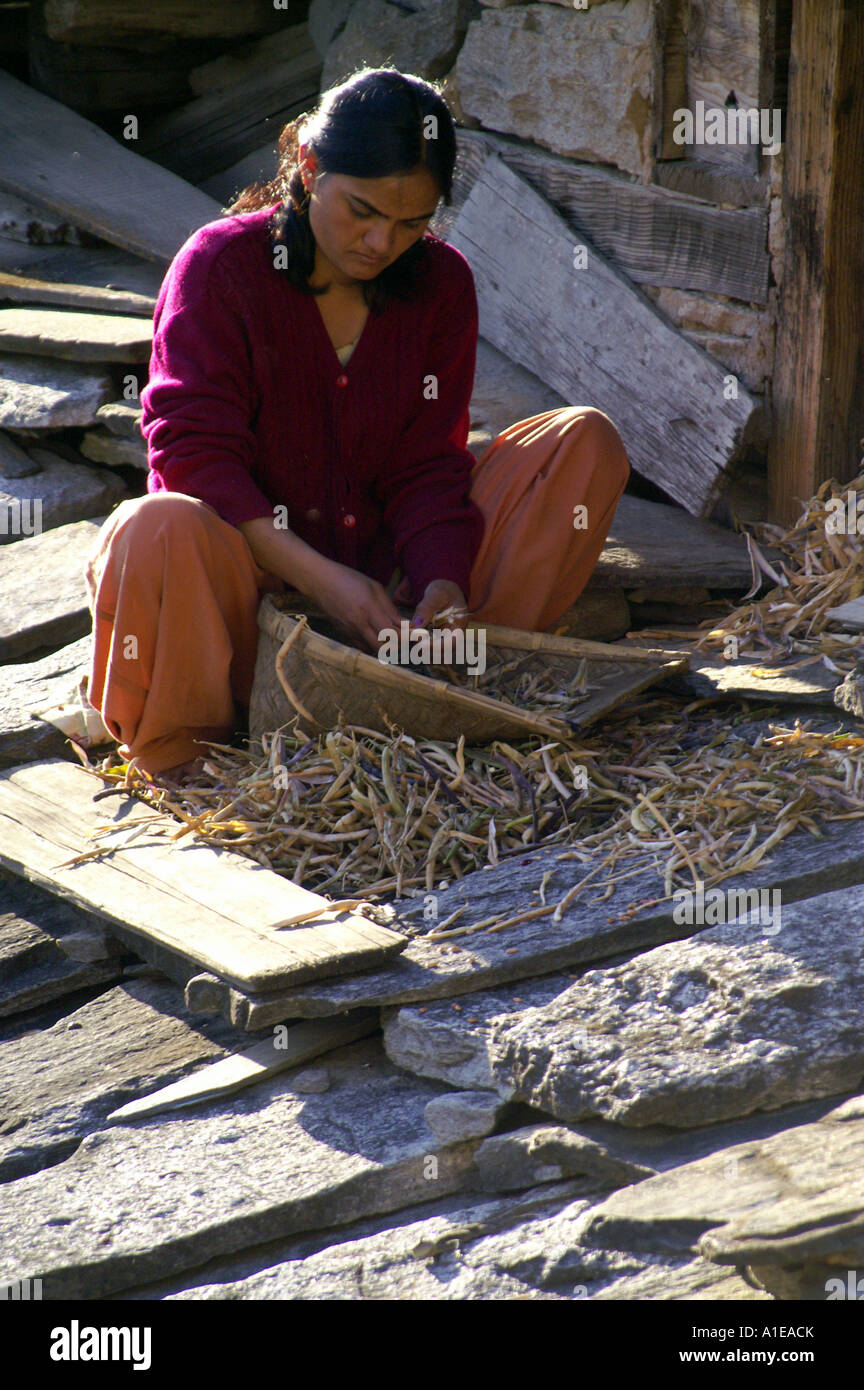 Indian woman sorting crop of beans on slate roof of house in Vashist ...