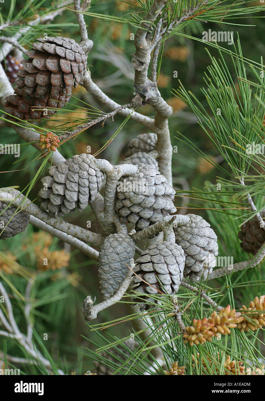 aleppo pine (Pinus halepensis), cones, Spain Stock Photo - Alamy