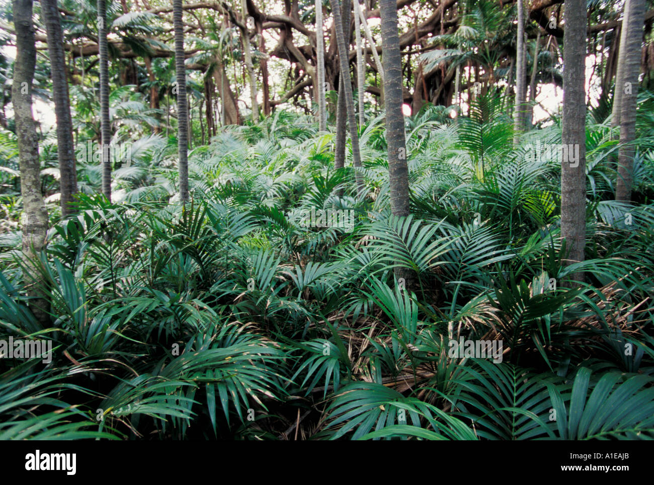 Endemic kentia palms hi-res stock photography and images - Alamy