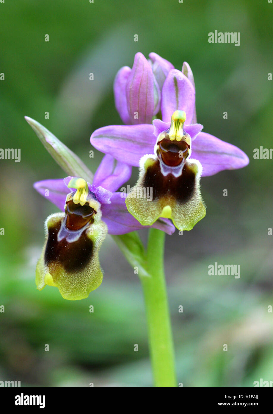 Sawfly Mimic High Resolution Stock Photography and Images - Alamy