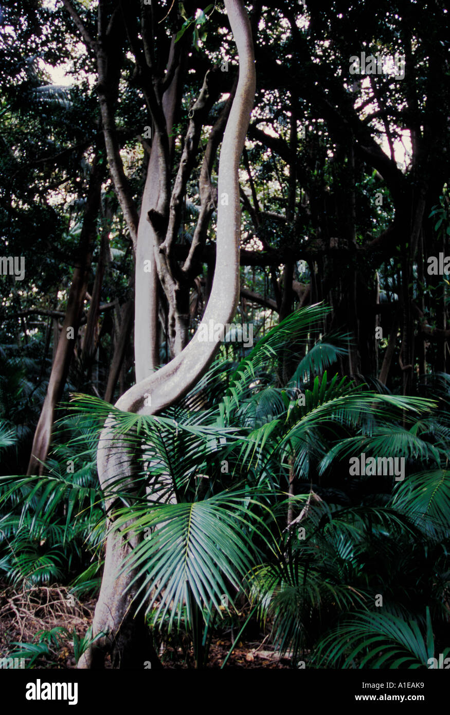 Kentia palm tree hi-res stock photography and images - Alamy