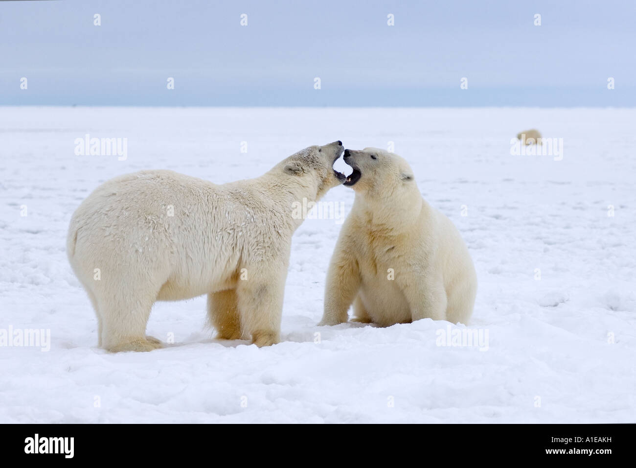 polar bears Ursus maritimus playing around on the pack ice 1002 coastal ...