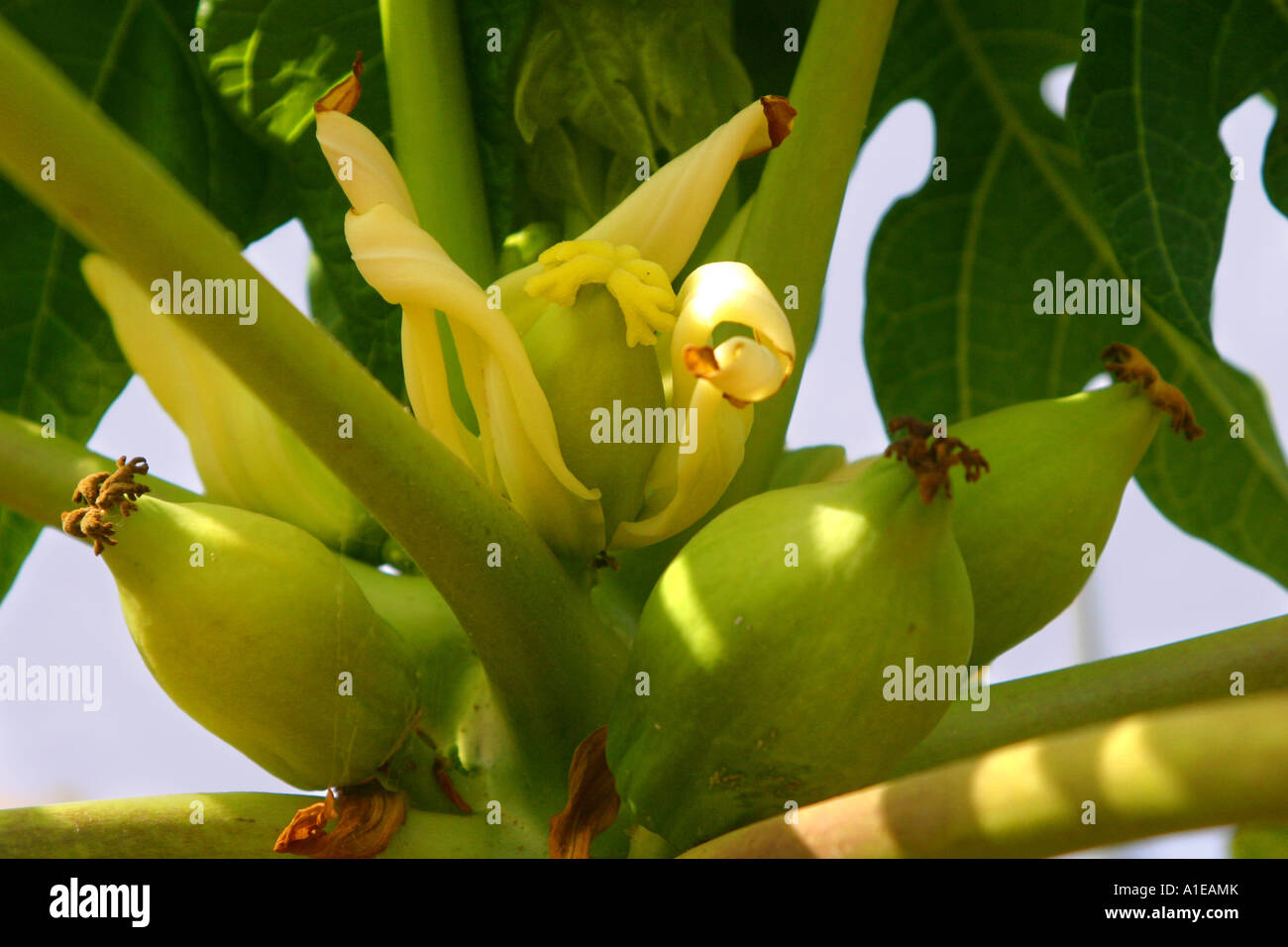 Female papaya flower hi-res stock photography and images - Alamy