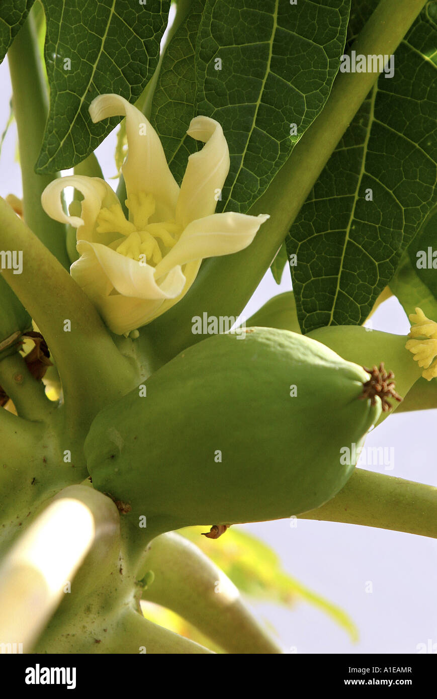 papaya, papaw, paw paw, mamao, tree melon (Carica papaya), female ...
