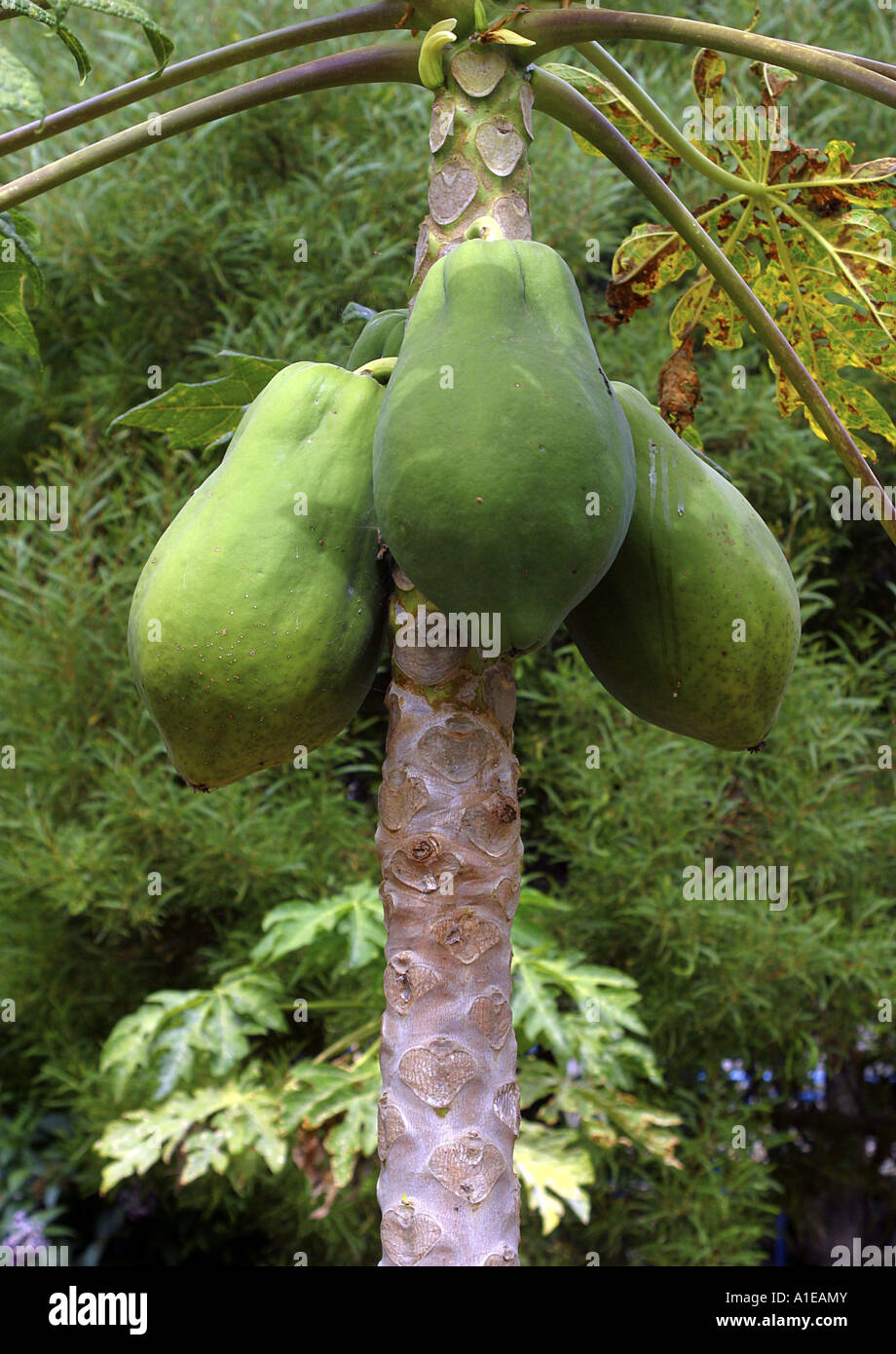 papaya, papaw, paw paw, mamao, tree melon (Carica papaya), fruits Stock ...