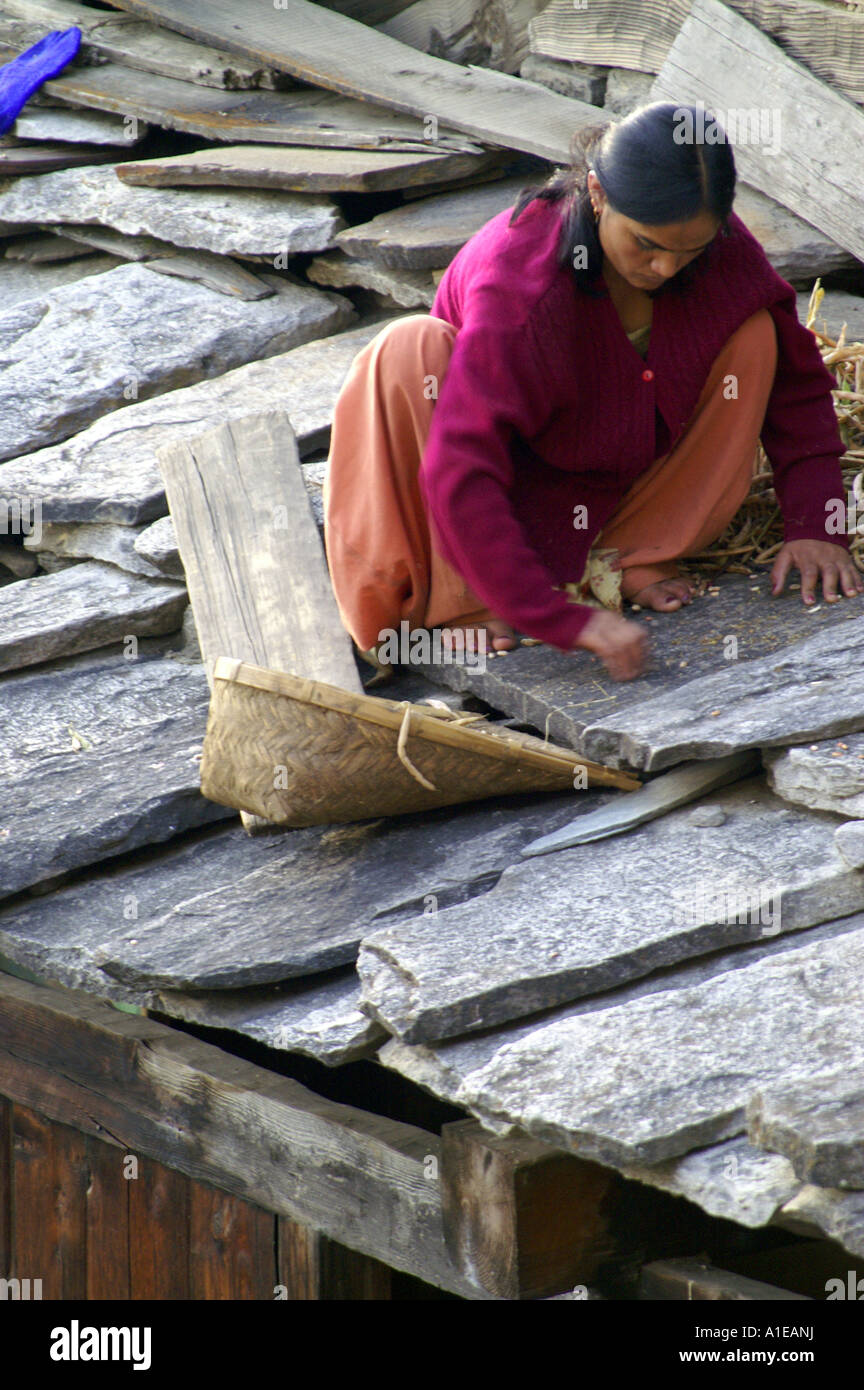 Indian woman sorting crop of beans on slate roof of house in Vashist ...
