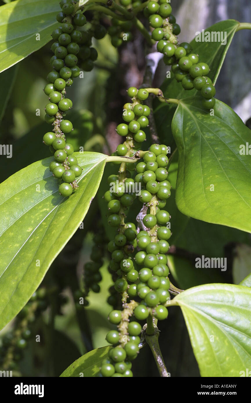 black pepper (Piper nigrum), fruits Stock Photo - Alamy