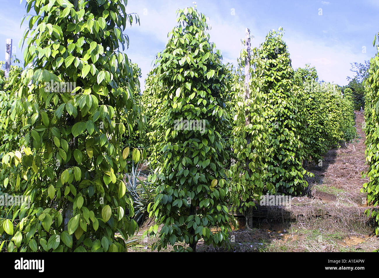 Black Pepper Live Plant - Piper Nigrum at Christopher Stafford blog
