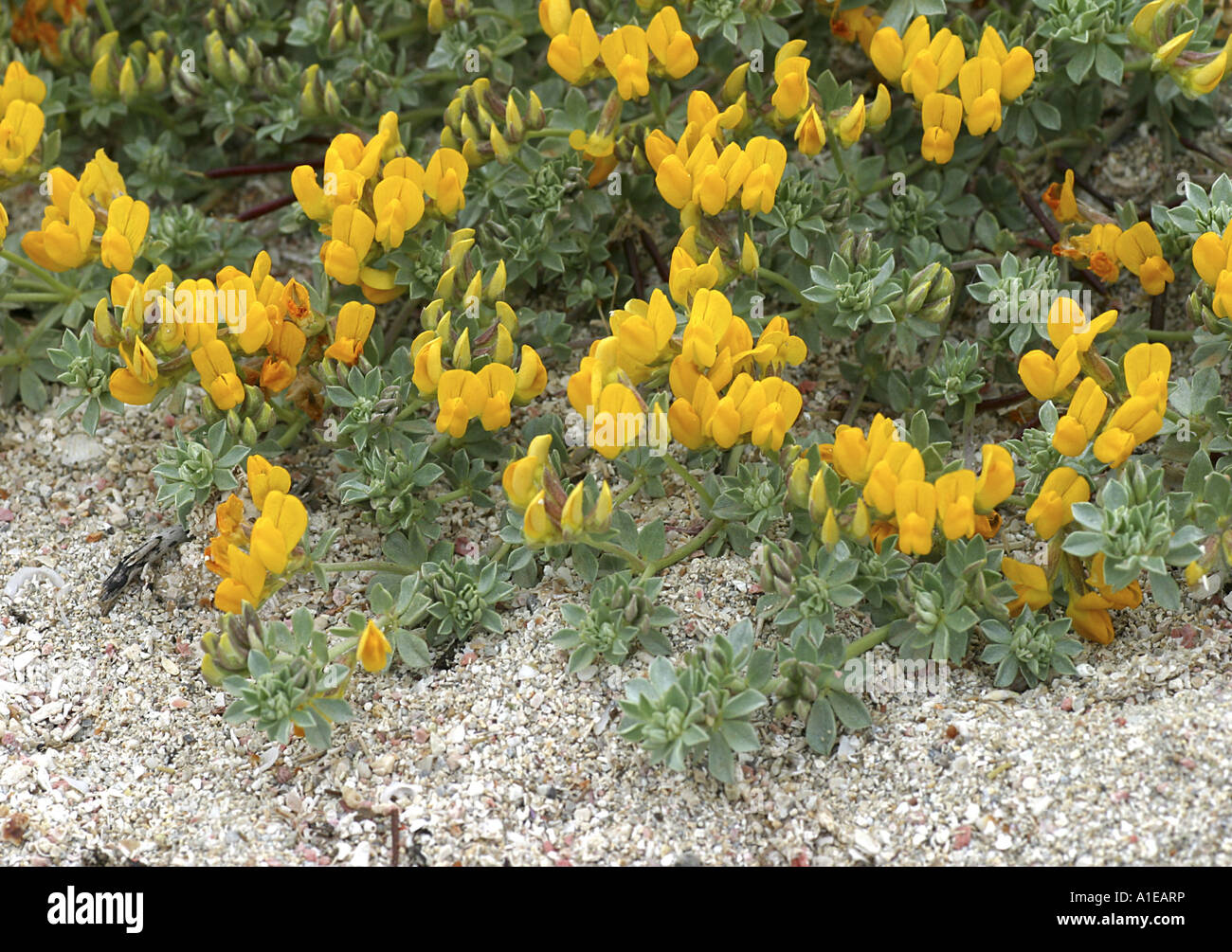 Sea burclover hi-res stock photography and images - Alamy