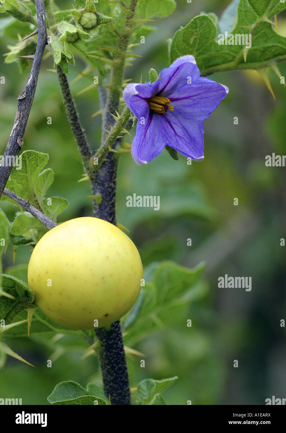 Solanum sodomaeum hi-res stock photography and images - Alamy
