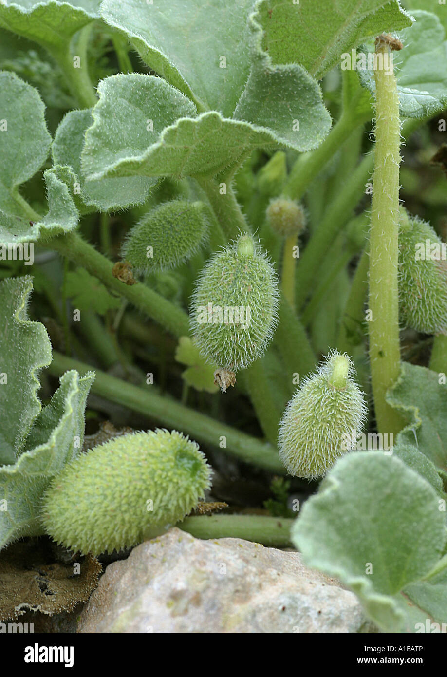 Explosive squirting cucumber see hi-res stock photography and images ...