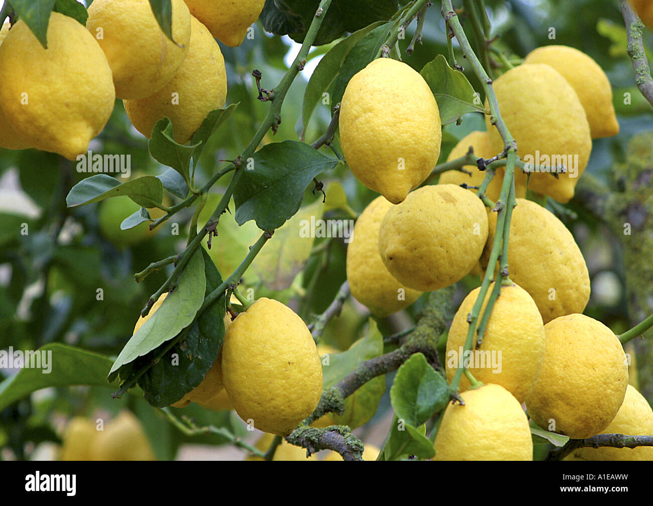 lemon (Citrus limon), ripe fruits on a tree Stock Photo - Alamy