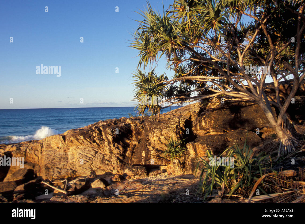 Pandanus trees on Adder Rock, N. Stradbroke Island, Qld., Australia ...