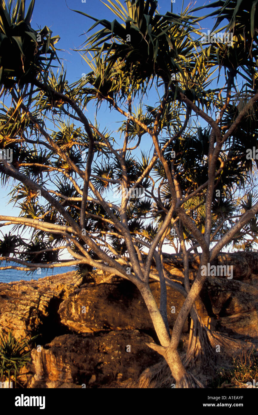 Pandanus trees on Adder Rock, N. Stradbroke Island, Qld., Australia ...