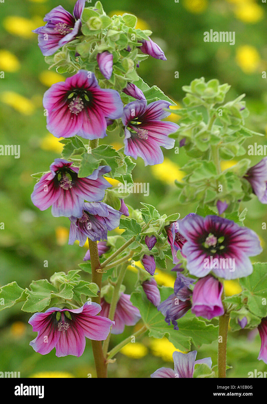 tree-mallow, tree sea mallow (Lavatera arborea), blooming, Spain Stock ...