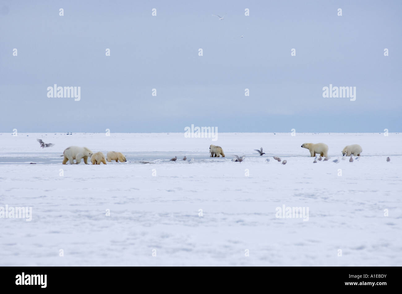 polar bear Ursus maritimus sows with cubs on the pack ice 1002 coastal ...