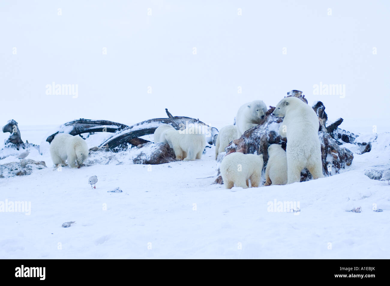 Group of polar bears on whale carcass hi-res stock photography and ...