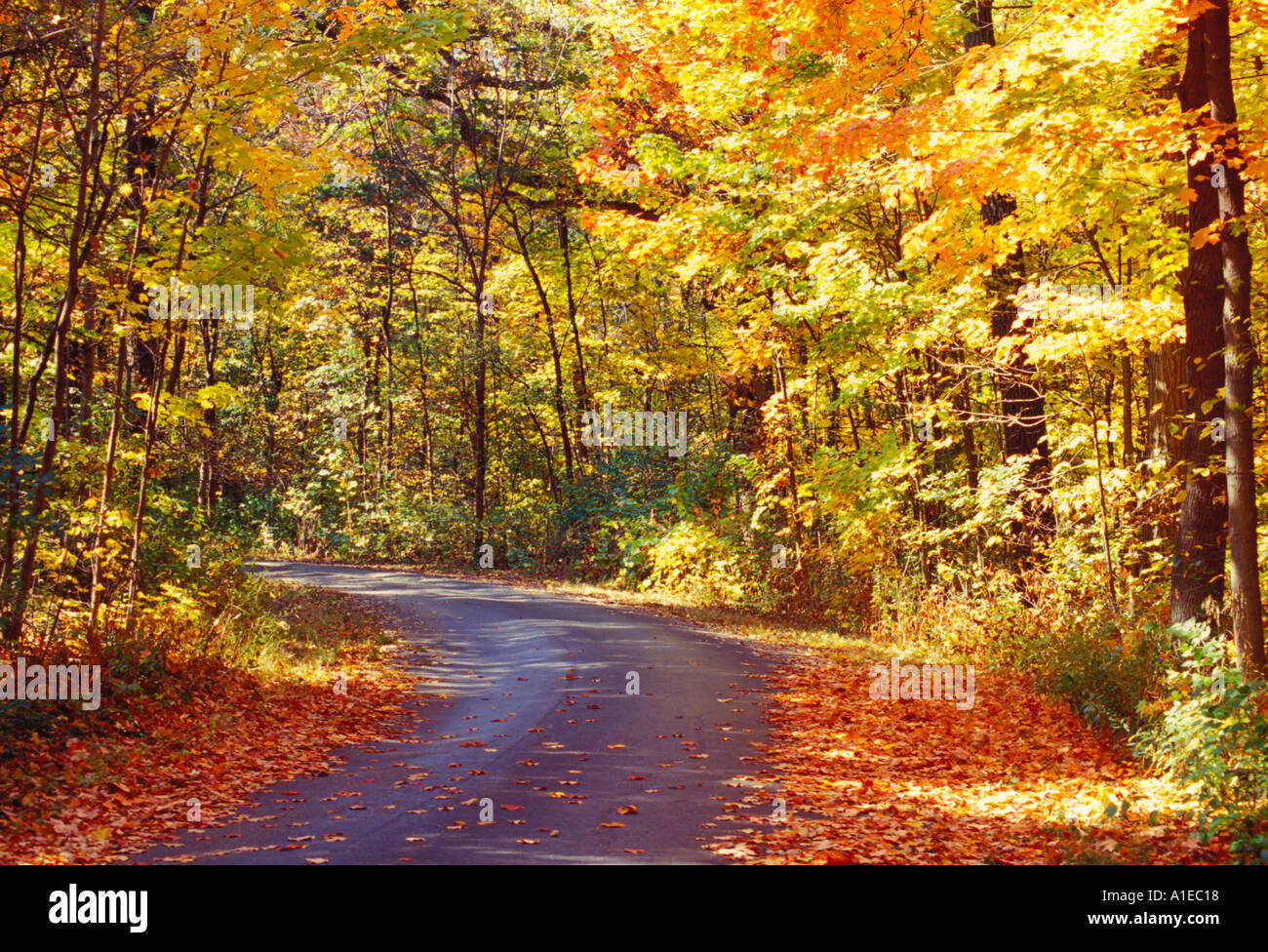 Chicago Fall color and country road at Morton Arboretum Stock Photo - Alamy