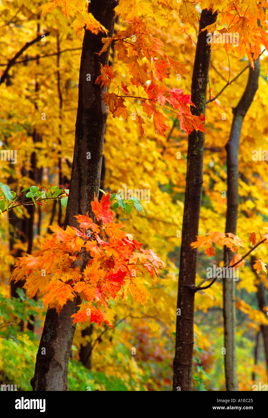 Chicago Fall color Morton Arboretum Stock Photo - Alamy