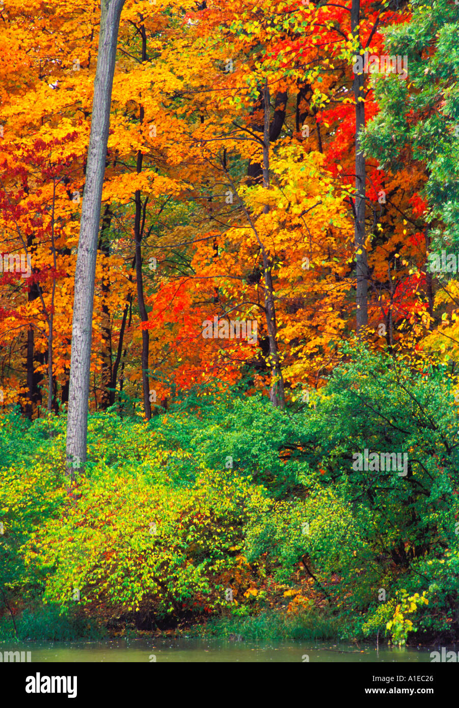Chicago Fall color Morton Arboretum Stock Photo - Alamy