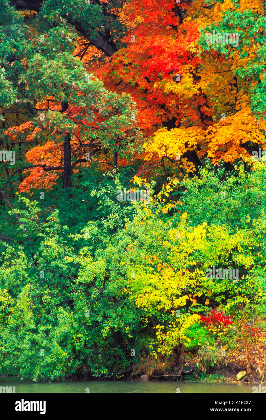 Chicago Fall color Morton Arboretum Stock Photo - Alamy