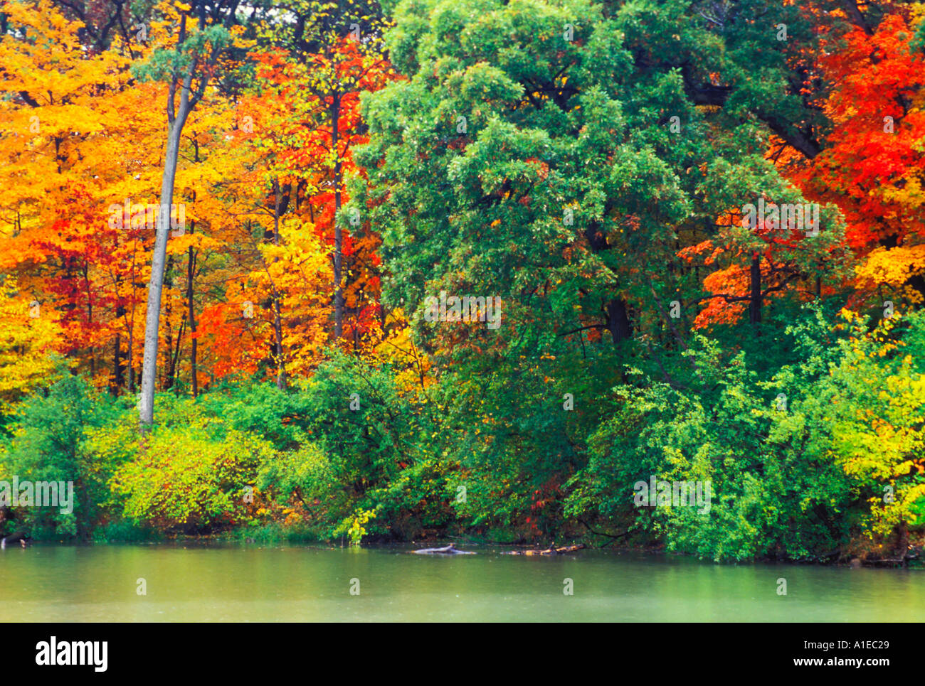 Chicago Fall color Morton Arboretum Stock Photo - Alamy