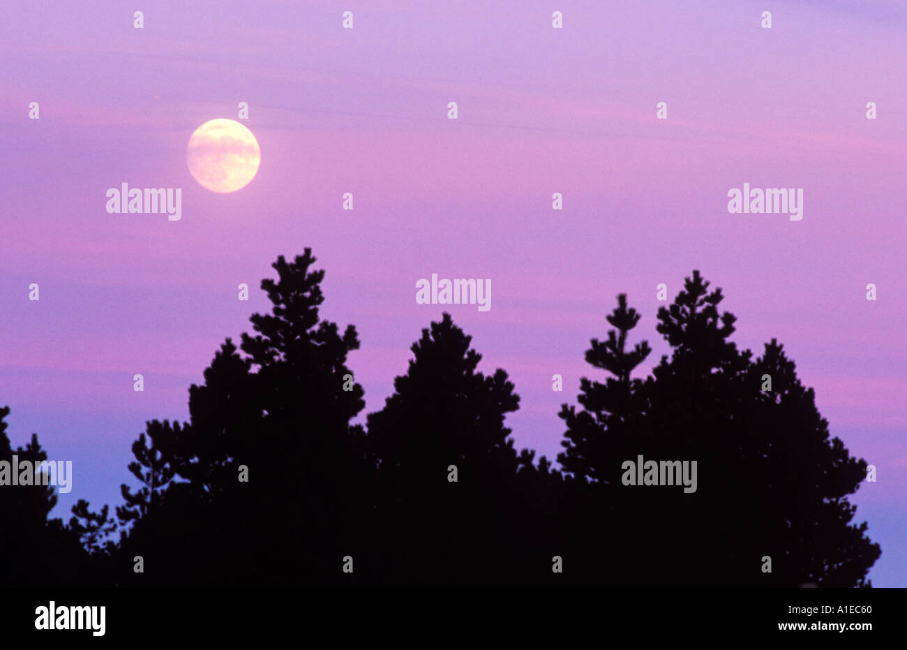 Moon at sunset Stock Photo - Alamy