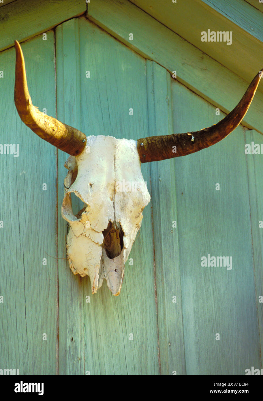 Longhorn Cow skull Stock Photo - Alamy