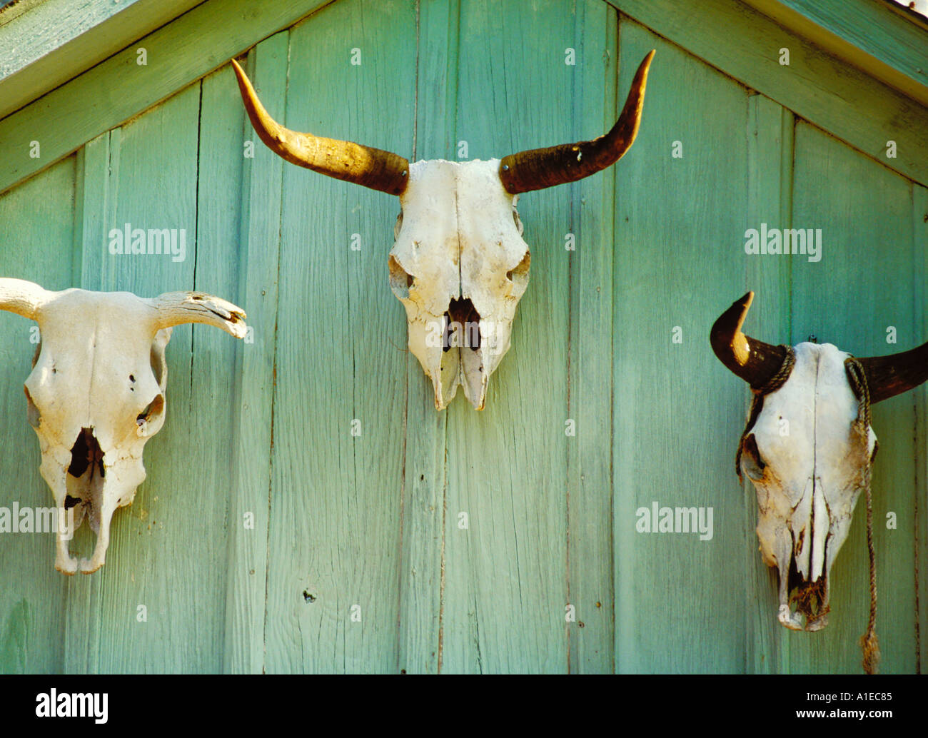 Three Longhorn Cow skulls Stock Photo - Alamy