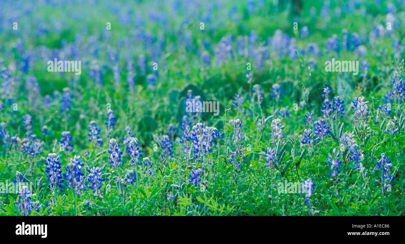 Texas bluebells hi-res stock photography and images - Alamy