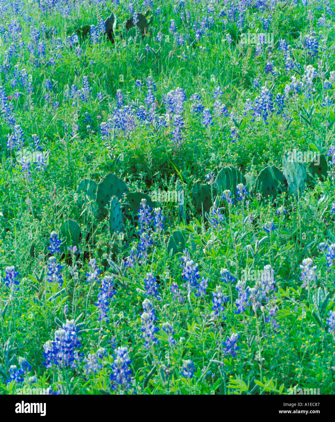 Bluebells in Texas Hill Country Stock Photo - Alamy