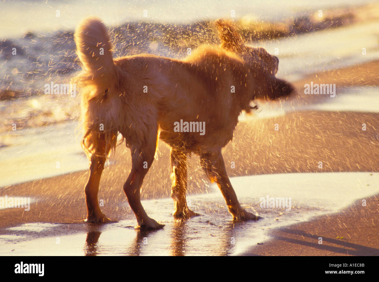 How Do Dogs Dry Themselves