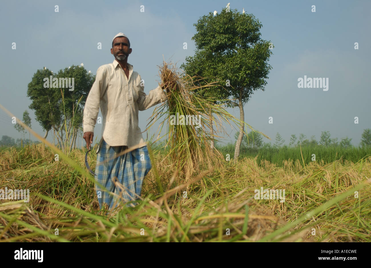 Fairtrade rice farmer in northern India Stock Photo - Alamy