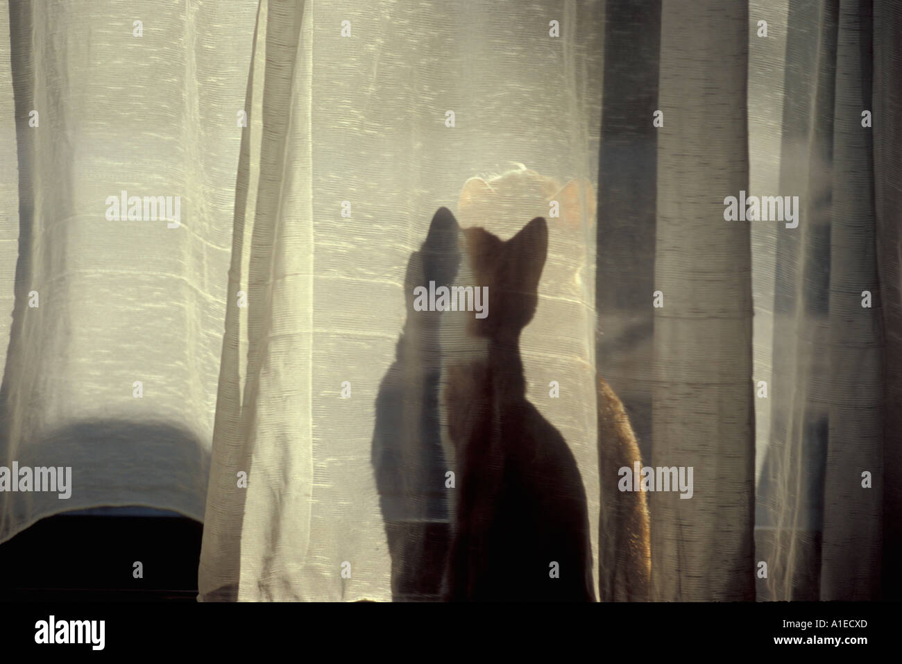 Cat backlit behind curtain Stock Photo - Alamy