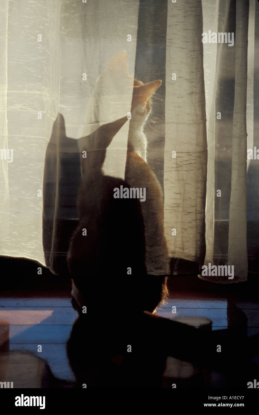 Cat backlit behind curtain Stock Photo - Alamy