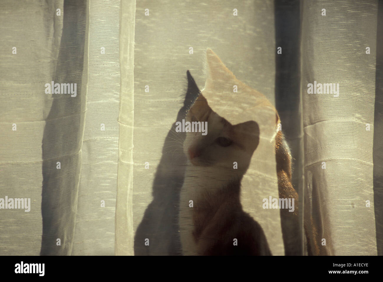 Cat backlit behind curtain Stock Photo - Alamy