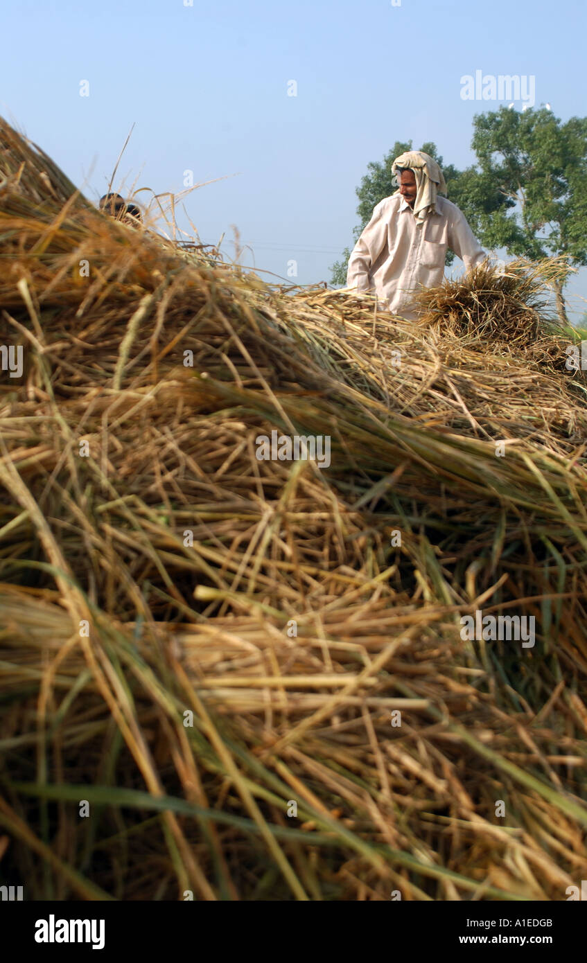 Fairtrade rice farmer in northern India Stock Photo - Alamy