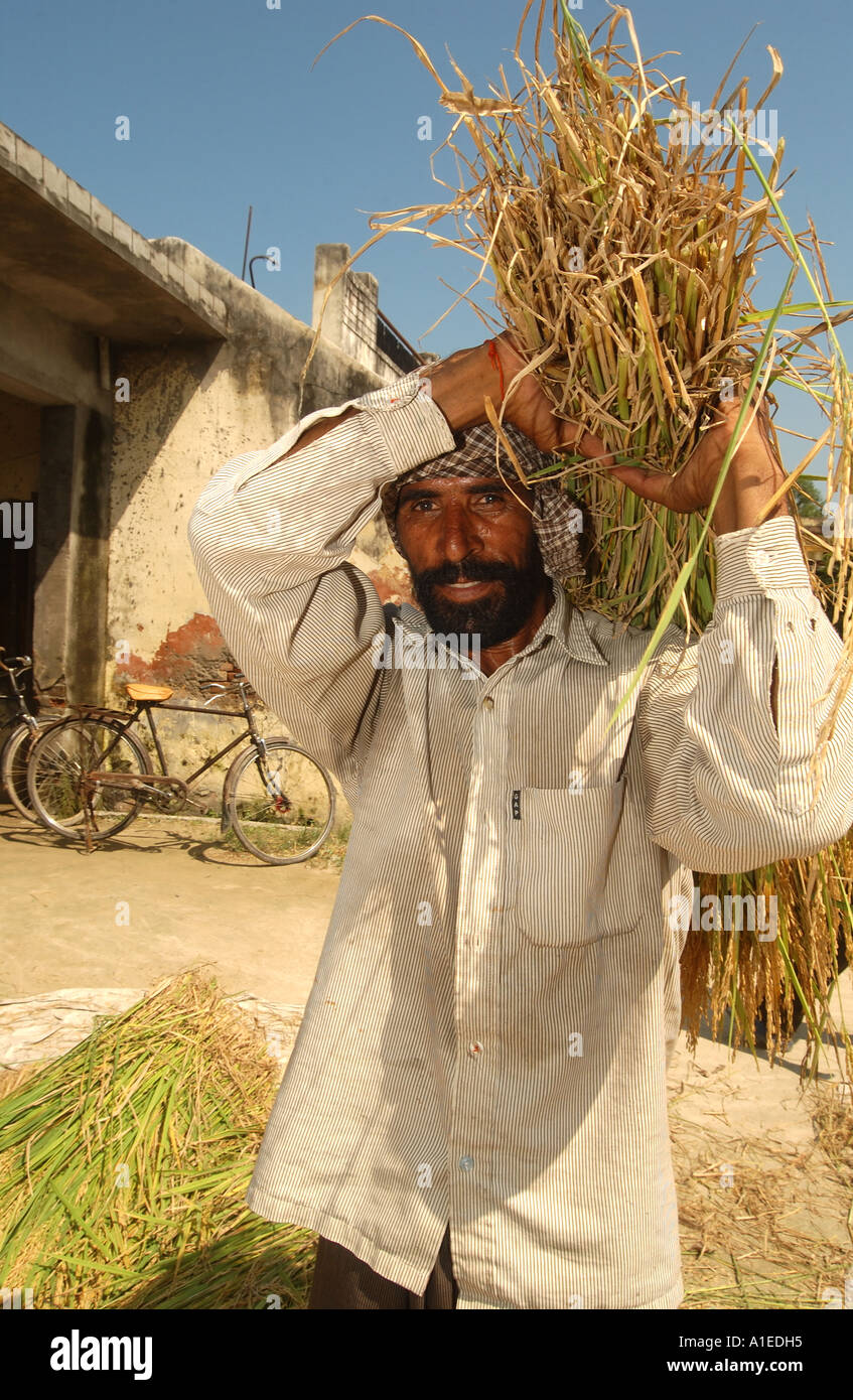 Fairtrade rice farmer in northern India Stock Photo - Alamy