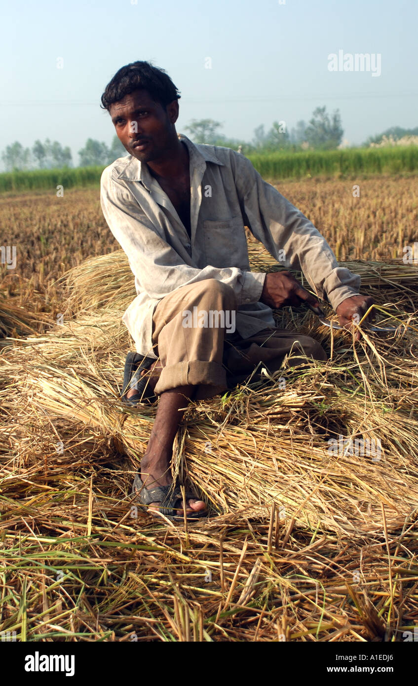 Fairtrade rice farmer in northern India Stock Photo - Alamy