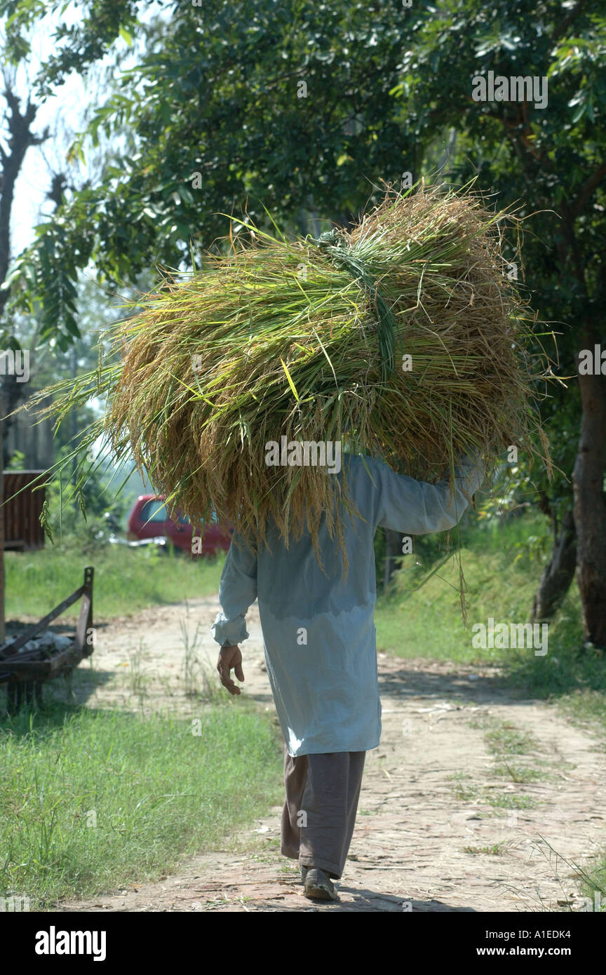 Rice farmer, India Stock Photo - Alamy