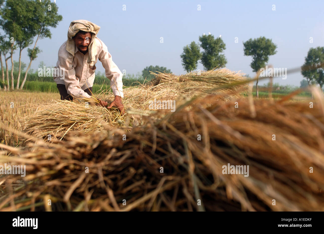 Fairtrade rice farmer in northern India Stock Photo - Alamy
