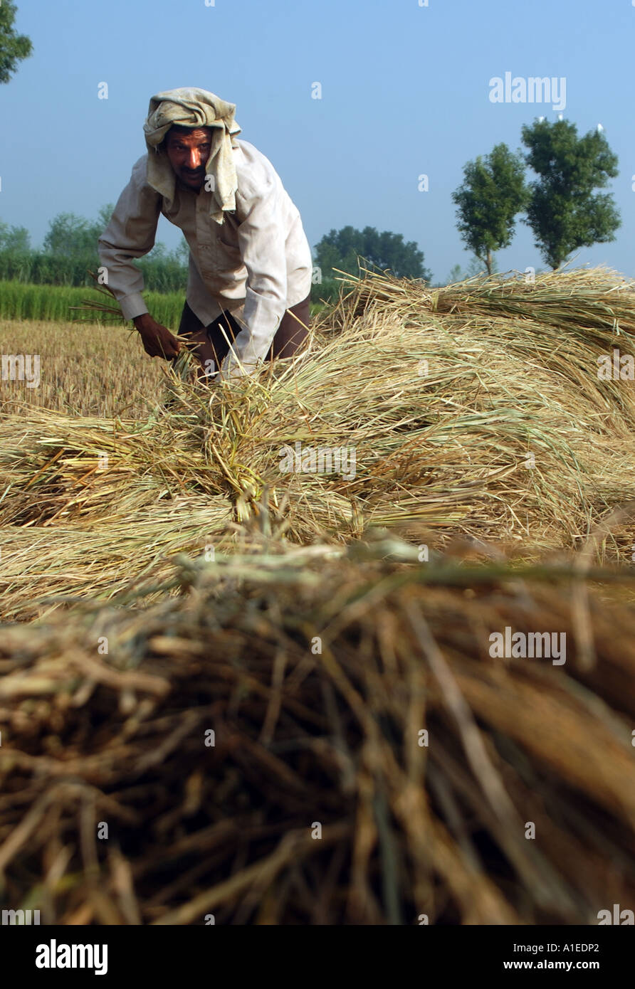 Fairtrade rice farmer in northern India Stock Photo - Alamy
